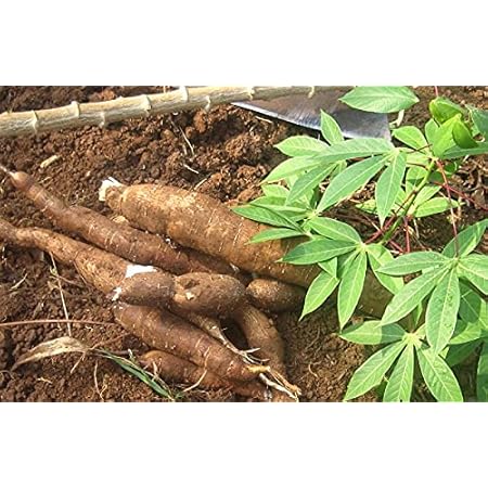 Tapioca -kappa-Maracheeni -Cassava Plants Stem Cuttings for Growing (6 ...