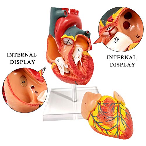 Evotech Scientific Human Heart Model For Anatomy, 2 – Part Heart Models ...