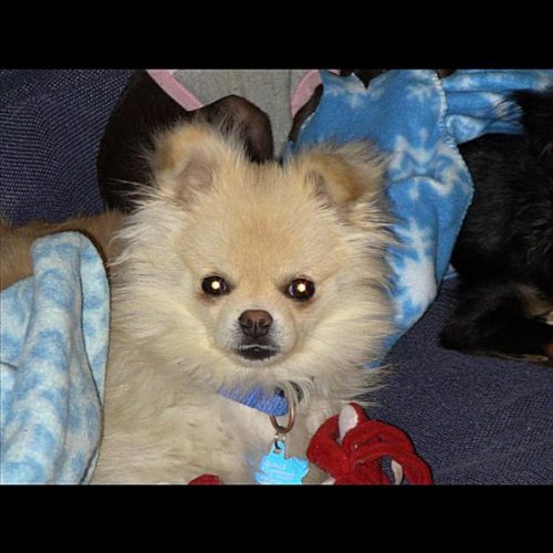 Amazon MusicでSebastian the dogのHi Sebastianを再生する