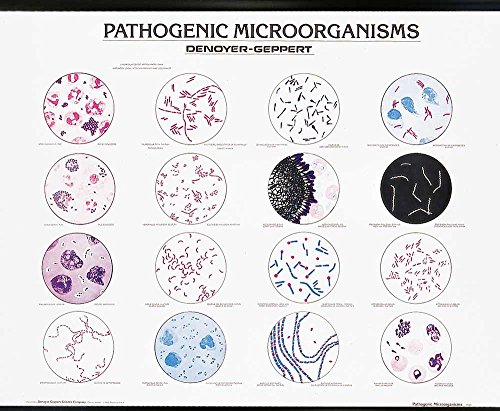 Amazon.com: Pathogenic Microbes Wall Chart, Unmounted : Industrial ...