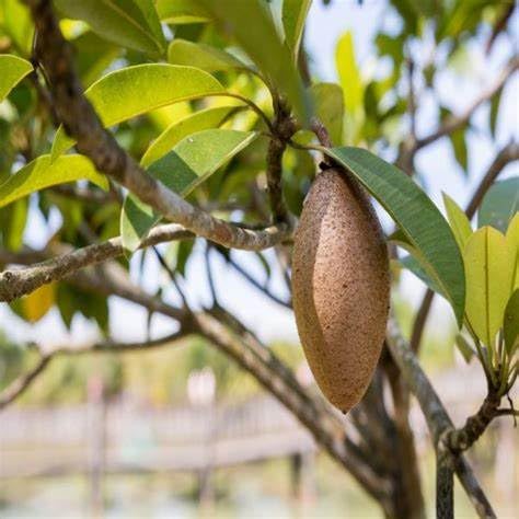 Thai chiku Fruit sapodilla Plant (pack of 1) : Amazon.in: Garden & Outdoors