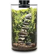 Amazon.com : AREPK Desktop Glass Plant Terrarium with Grow Light (H:7.8 ...