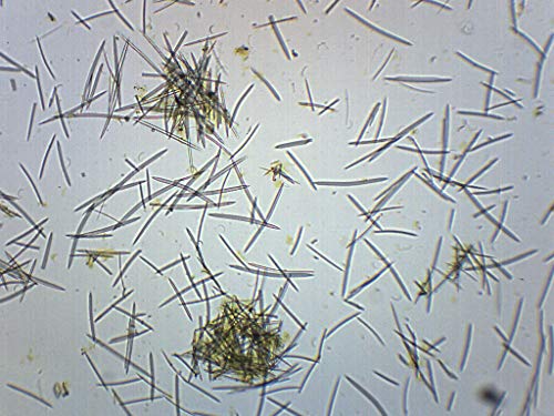 Microscope slide of an arranged group of Sponge Spicules | Antique Kiwi