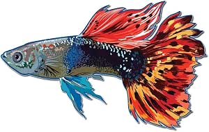 Amazon.com - Dragon Tail Guppy 3 inch Full Color Indoor Outdoor Vinyl Decal