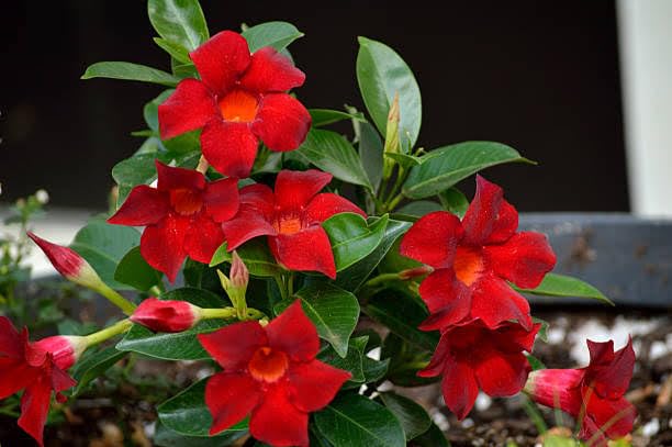 BISWAS PLANTS HOUSE' Rare Red Mandevilla (Mandevilla sanderi ...