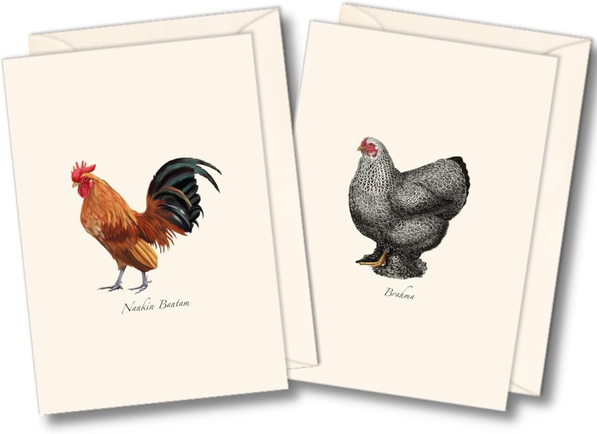 Amazon.com : Sugartown Greetings Cute & Colorful Chickens Note Cards ...