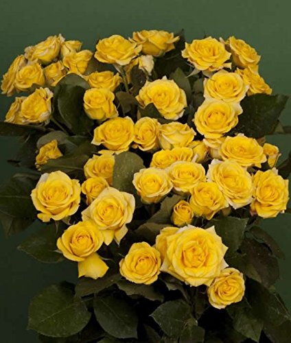 Amazon.com : 120 Real Fresh Spray Rose Yellow Babe : Grocery & Gourmet Food