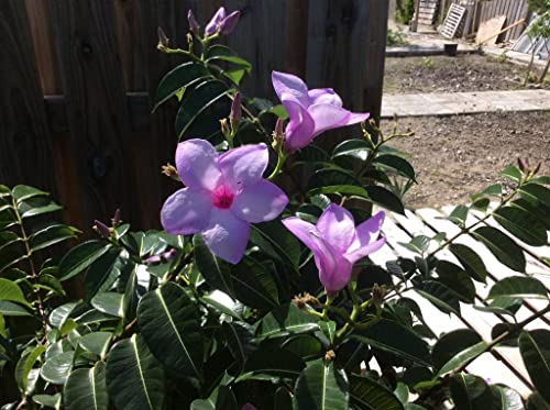 Cryptostegia grandiflora - How to grow & care