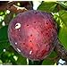 Amazon.com : Red Custard Apple Tree (10 Seeds) AKA Bullock's Heart,jamaican Apple ! Rare : Patio ...