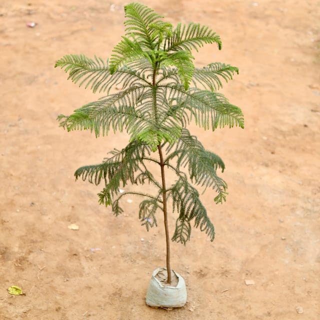 Mphmi Pune Plants Live Season Indoor Araucaria/Christmas Tree in 7 Inch ...