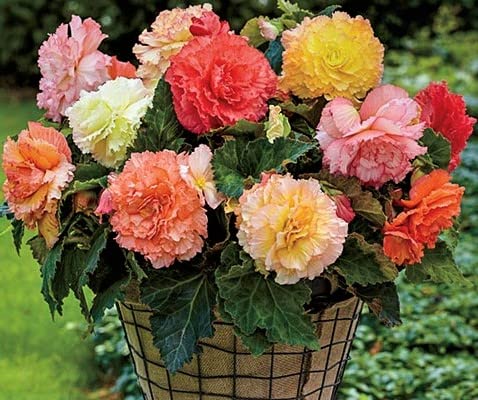 Amazon.com: Spectacular Color Mix Samba Begonia Mix Bulb : Patio, Lawn ...