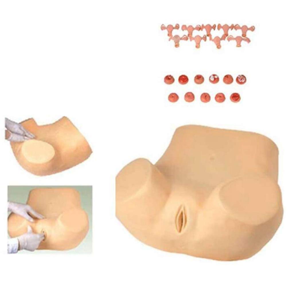 Buy Medical Fertility Education and Study Gynecology Model ...