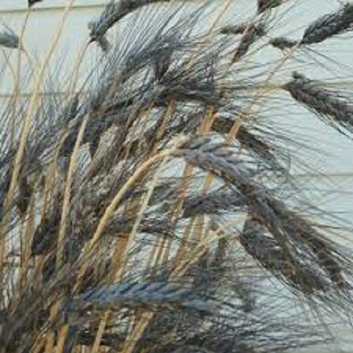 Kala Gehu BWG0714 - High Germination Black Wheatgrass Seed- 175 ...