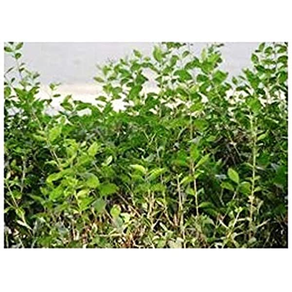 SelfLine | Mehandi Live Plant. Garden Healthy [Pack of 10 Simla Seeds ...