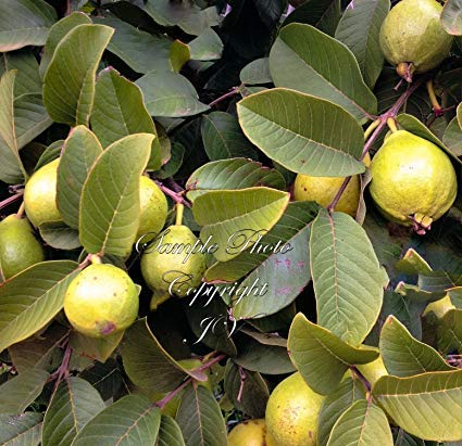 LushGreen Hybrid Rare Grape Guava Early Bearing Tasty Tropical Fruit ...
