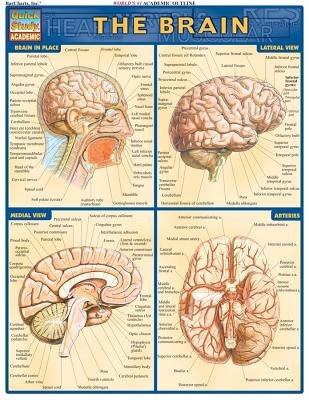 The Brain[CHART-QUICKSTUDY BRAIN][Loose Leaf]: BarChartsInc: Amazon.com ...