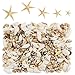 Amazon.com: Yexpress 186 pcs Mini Tiny Sea Shells Mixed Ocean Beach ...