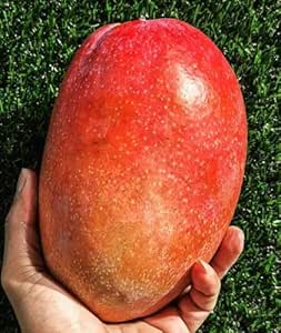 Native Earth Nursery '' Irwin Mango Grafted Plant '' Hybrid Live Plant ...