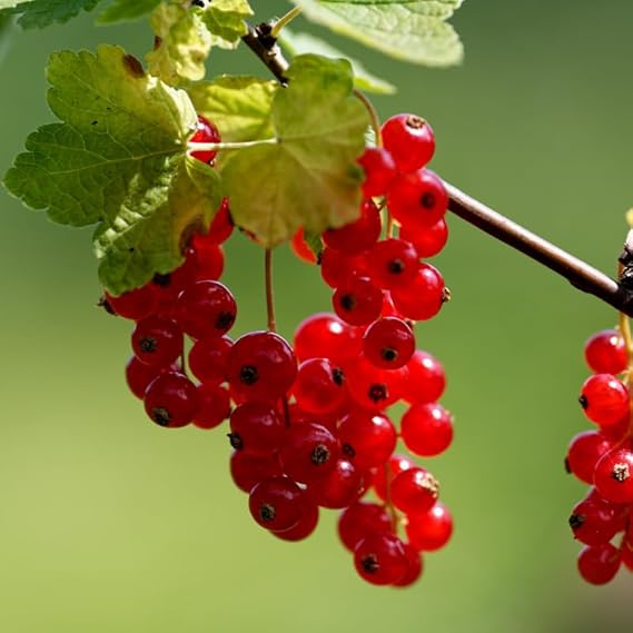 Amazon.com : Red Currant Bush Live Plant, Red Currant Plant Live for ...