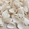 AVALON 950 Pcs Tiny White Rose Cockle Sea Shells – The Essence of Ocean ...