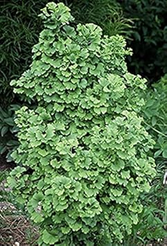Amazon.com : Dwarf Ginkgo Tree - Ginkgo biloba ‘Spring Grove’ - 3- Year ...