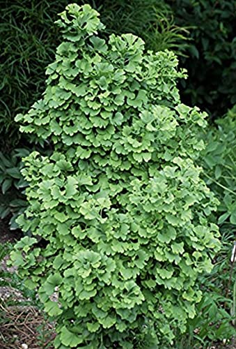 Amazon.com : Dwarf Ginkgo Tree - Ginkgo biloba ‘Spring Grove’ - 1 ...