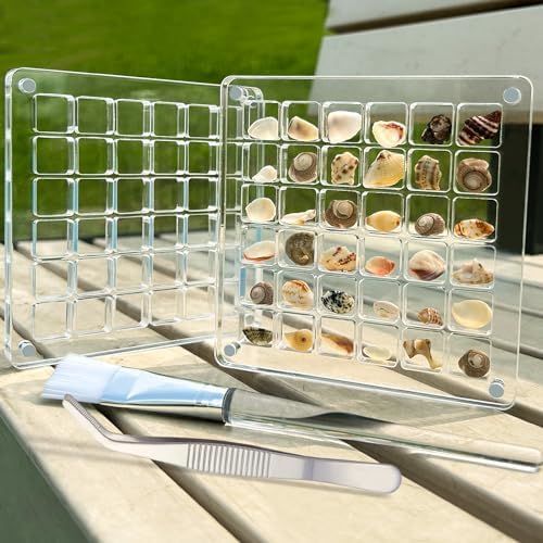 Amazon.com: Magnetic Seashell Display Box, Seashell Display Box ...