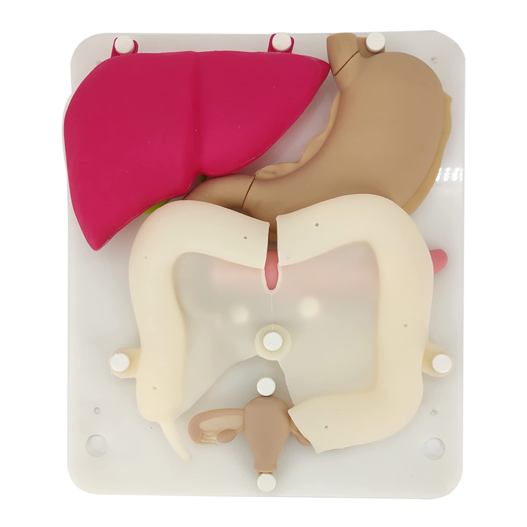 Buy Training model for simulating the laparoscopic, silicone model for ...