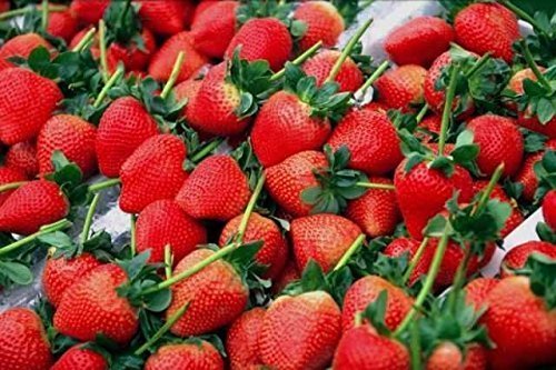 Amazon.com: BULK 3000 + SEEDS STRAWBERRY GIANT: Patio, Lawn & Garden