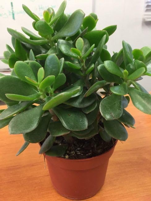Punarva Crassula PlantJedaa PlantCrassula Ovata Plant : Amazon.in ...