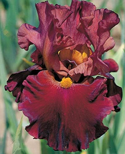 Amazon.com : Code Red, Colorful Bearded REBLOOMING IRIS (1) Rhizome ...