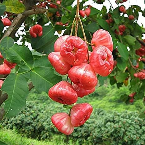 SANJU Red jamrul plant, Thai Red jamrul, Thailand Red jamrul, Thai ...
