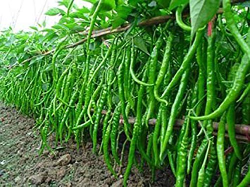 Chili Seeds Hot Jwala Pariksha Hybrid Combo (Pack of 50, 2 Packets ...