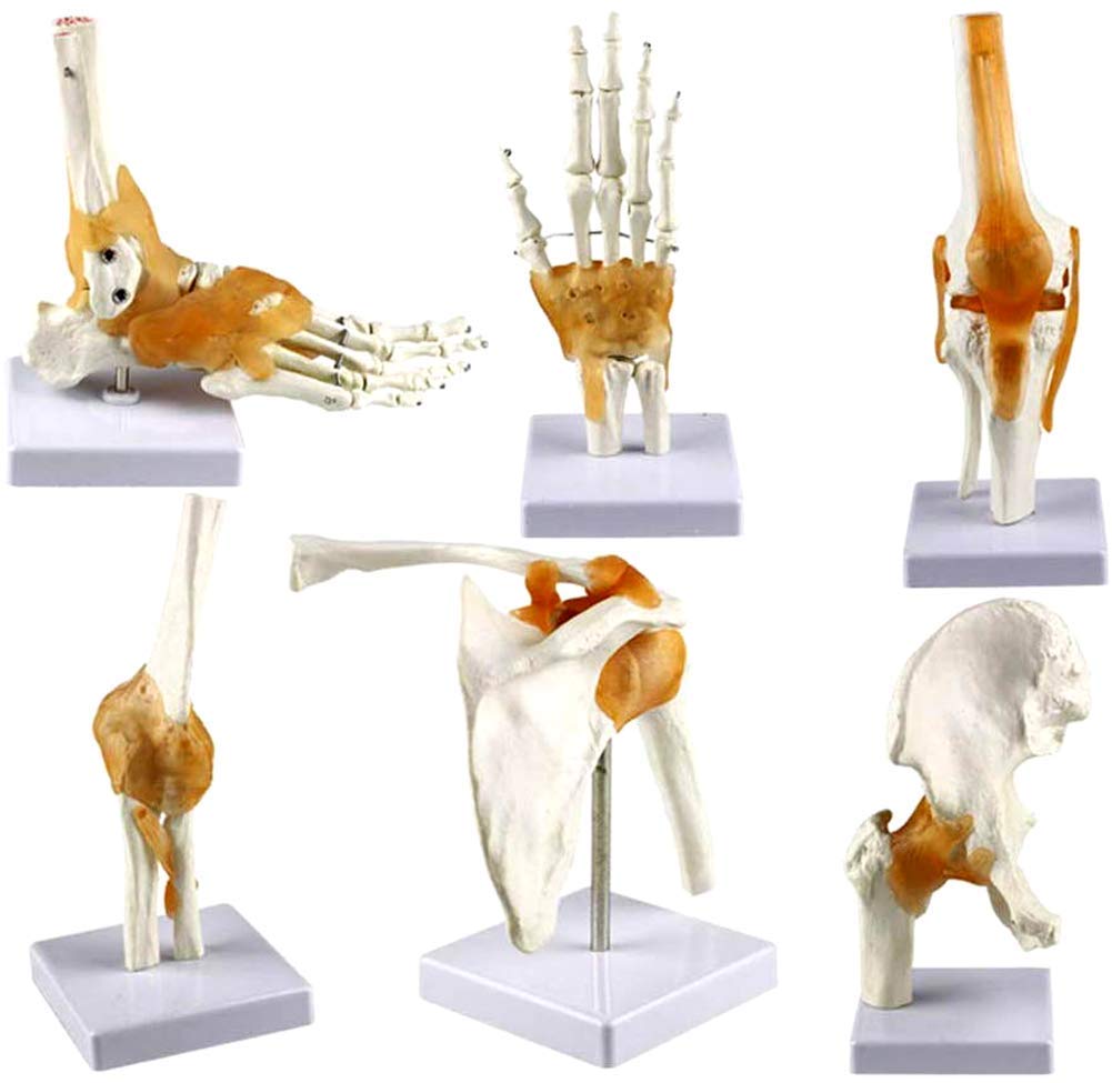 Educational Model Anatomical Model Joint Human Body 6 Pieces Common ...