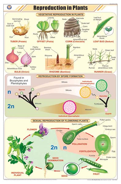 Buy STB25 | TEACHINGNEST | Reproduction in s Chart (58x90cm) | Botany ...