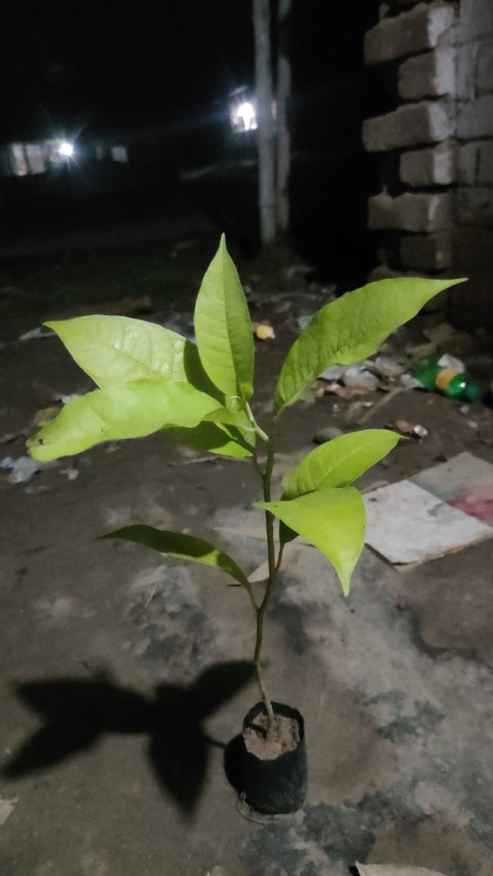 Golden Swarna Champa| Orange Swarna Champa|Sonchafa Flower |Michelia ...