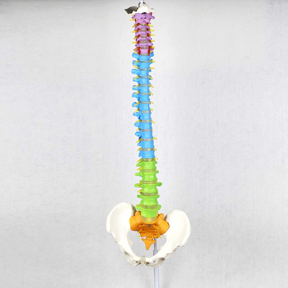 Human Flexible Color Labeled Spine Model Hanging Stand 32 Inches ...