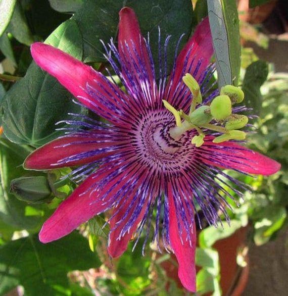 Ritz Farming® Passion flower seeds | rakhi bel flower seeds | Passion ...
