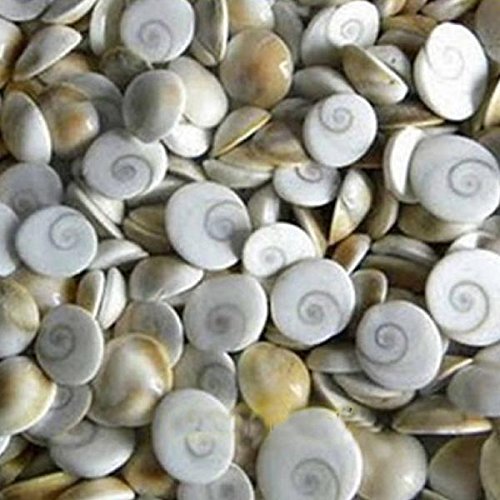 51 pcs Original Gomti / Gomati Chakra : Amazon.in: Home & Kitchen