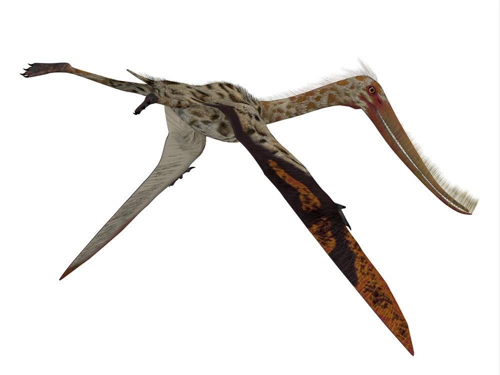 Pterodaustro