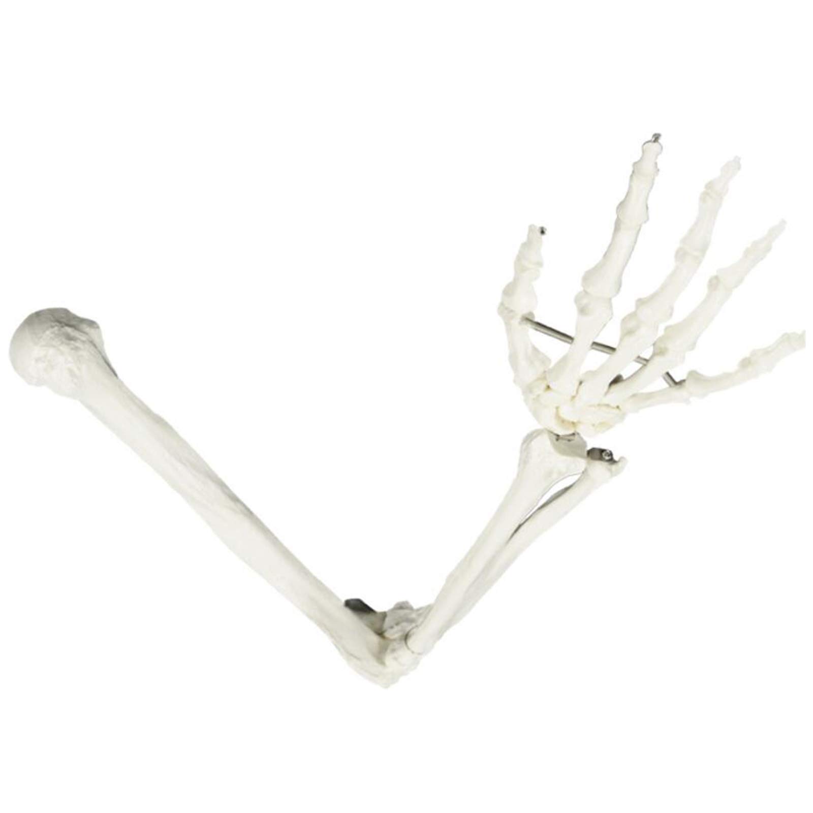 Fgvbc Human Upper Limb Skeleton Model Human Arm Skeleton Model ...