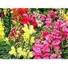 Amazon.com : Dwarf Snapdragon Seed Mix 1000+ Seeds for Planting Indoors ...