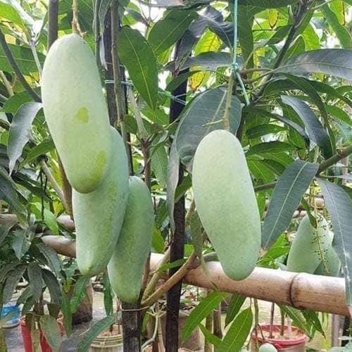 THE GREEN VIEW GARDENS Mango Thai Catimon Katimon All Time Sweet Fruit ...