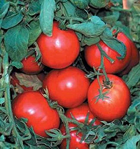 Amazon.com : Oregon Spring Tomato Seeds : Patio, Lawn & Garden
