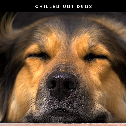 Amazon Music - Dog Chillout ZoneのPuppy Relaxation Ambience - Chilled ...