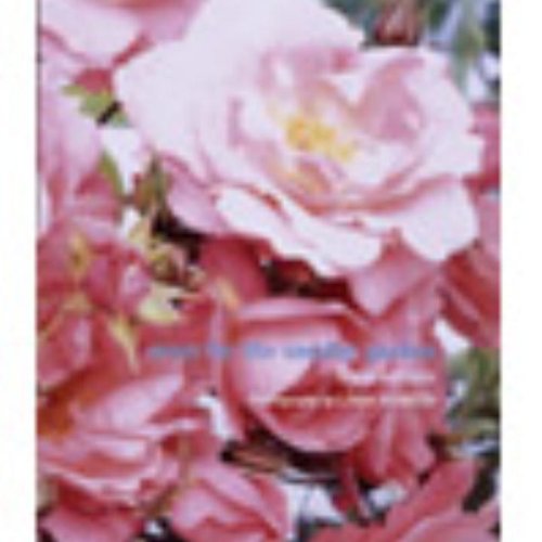 Roses for the Smaller Garden: Mattock, Mark: 9780789310828: Amazon.com ...