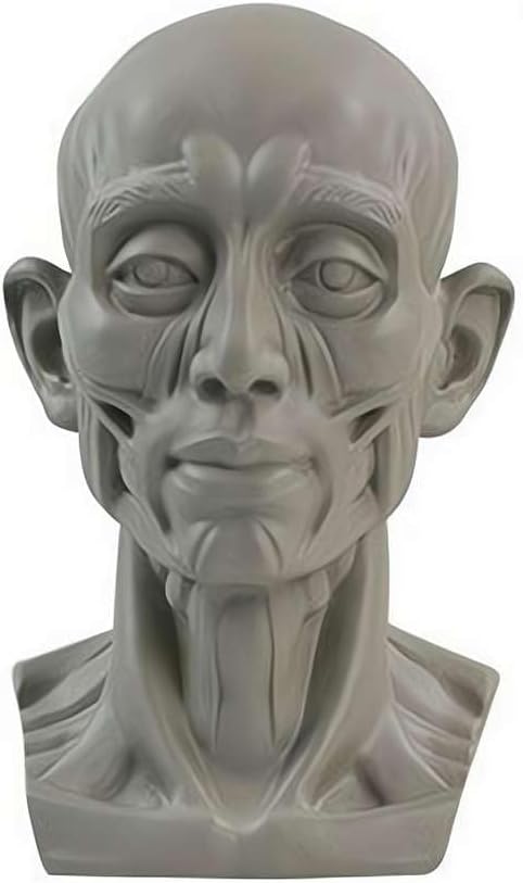 Planar Head Model for Artists Learn Planes of Face, Bahrain | Ubuy