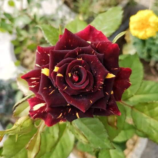 Rare Exotic Ruby Red White Rose Flower Plant Home Garden Plant 1 ...