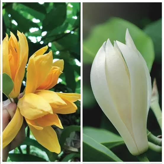 BISWAS PLANTS HOUSE` Rear "GRAFTED" Golden champa/Champak Magnolia ...