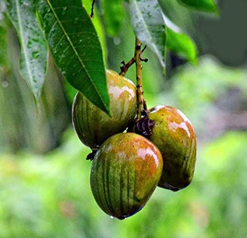 Live Dasheri/Dashehari Mango/Aam Grafted Fruit Plant : Amazon.in ...